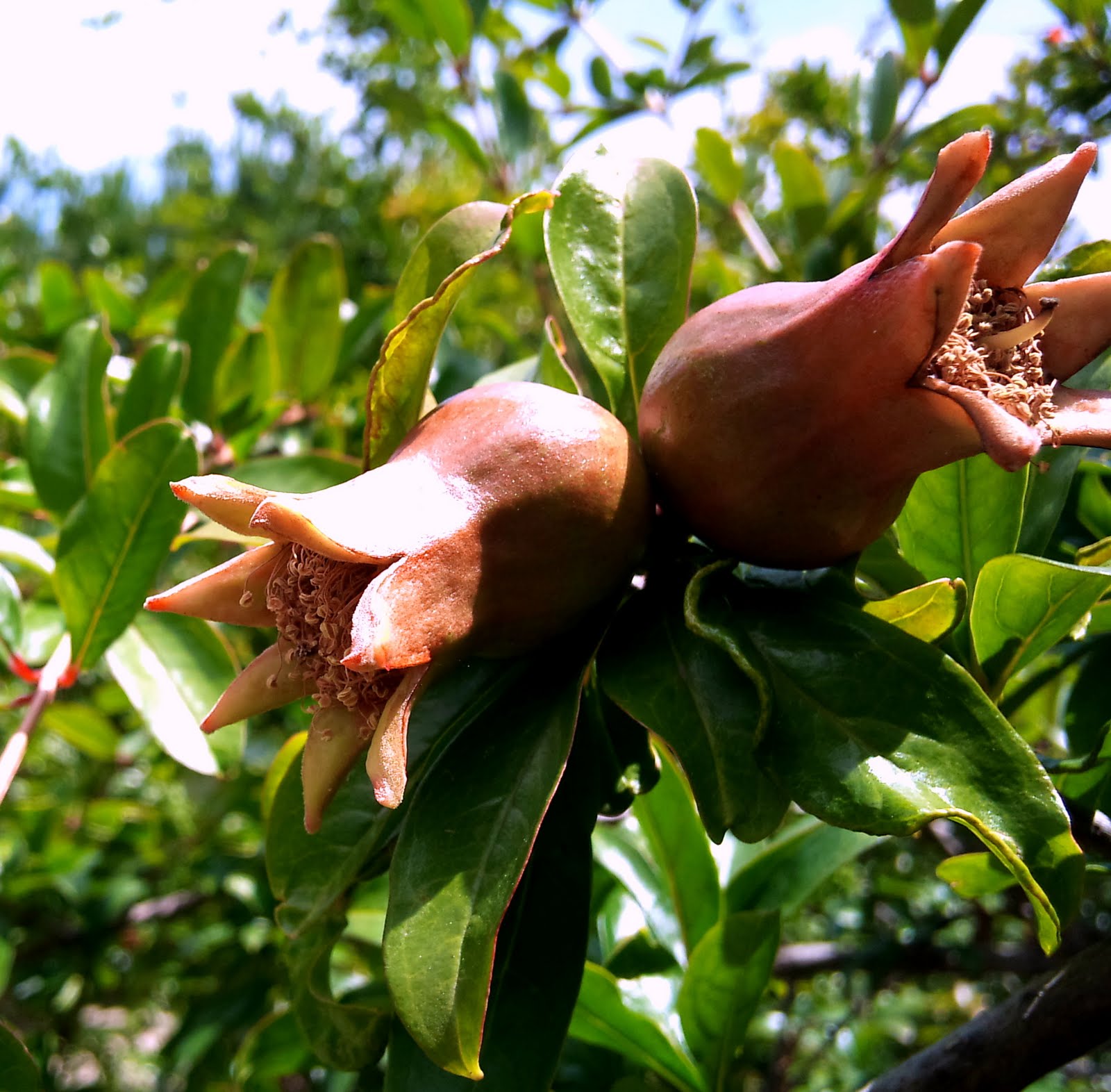 Árboles con alma: Granado. Magraner. (Punica granatum)