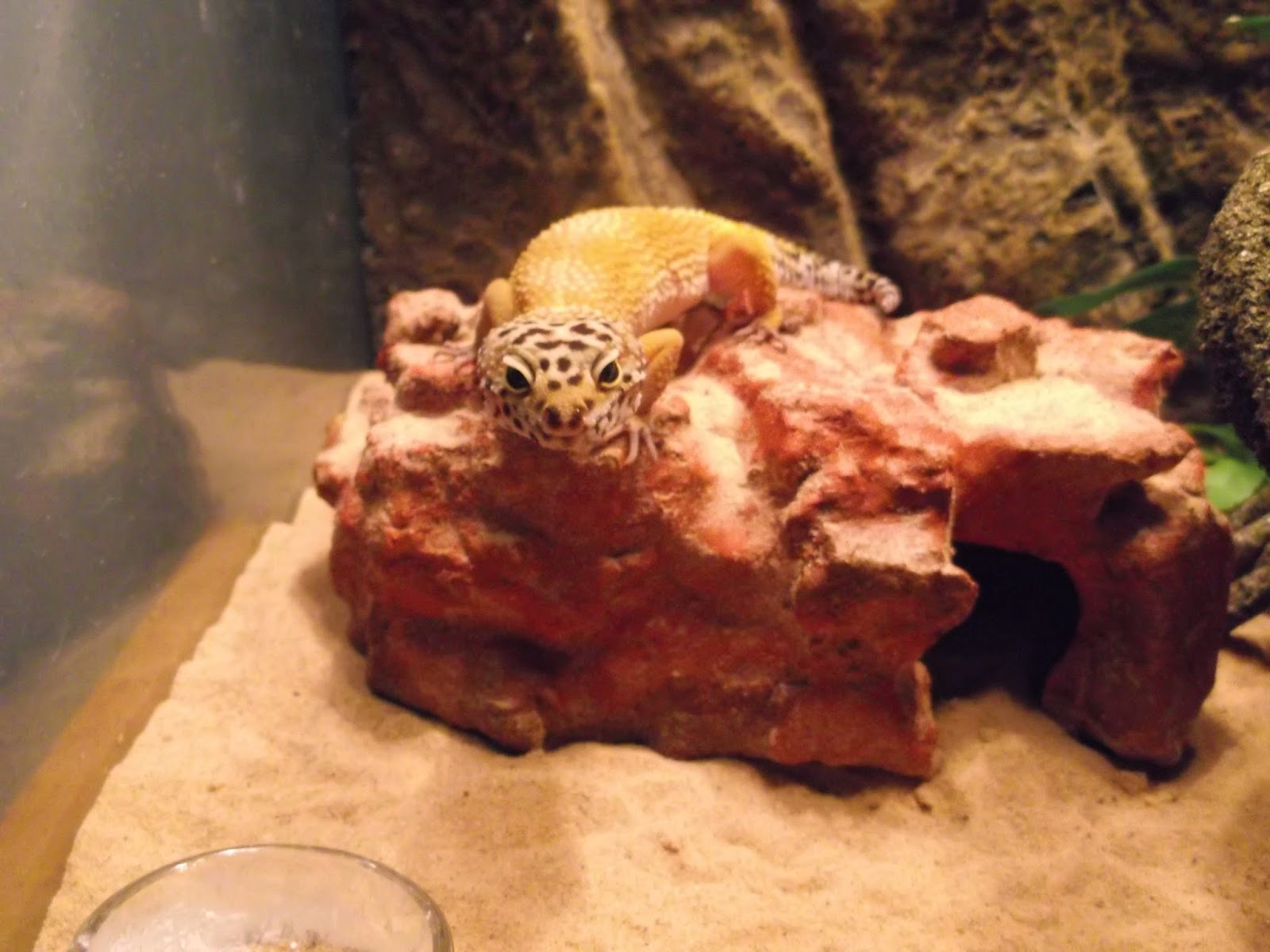 leopard gecko den