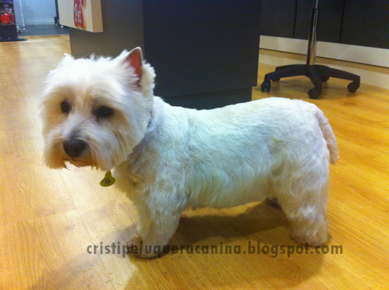 Cristi peluquera canina: Corte de Westy