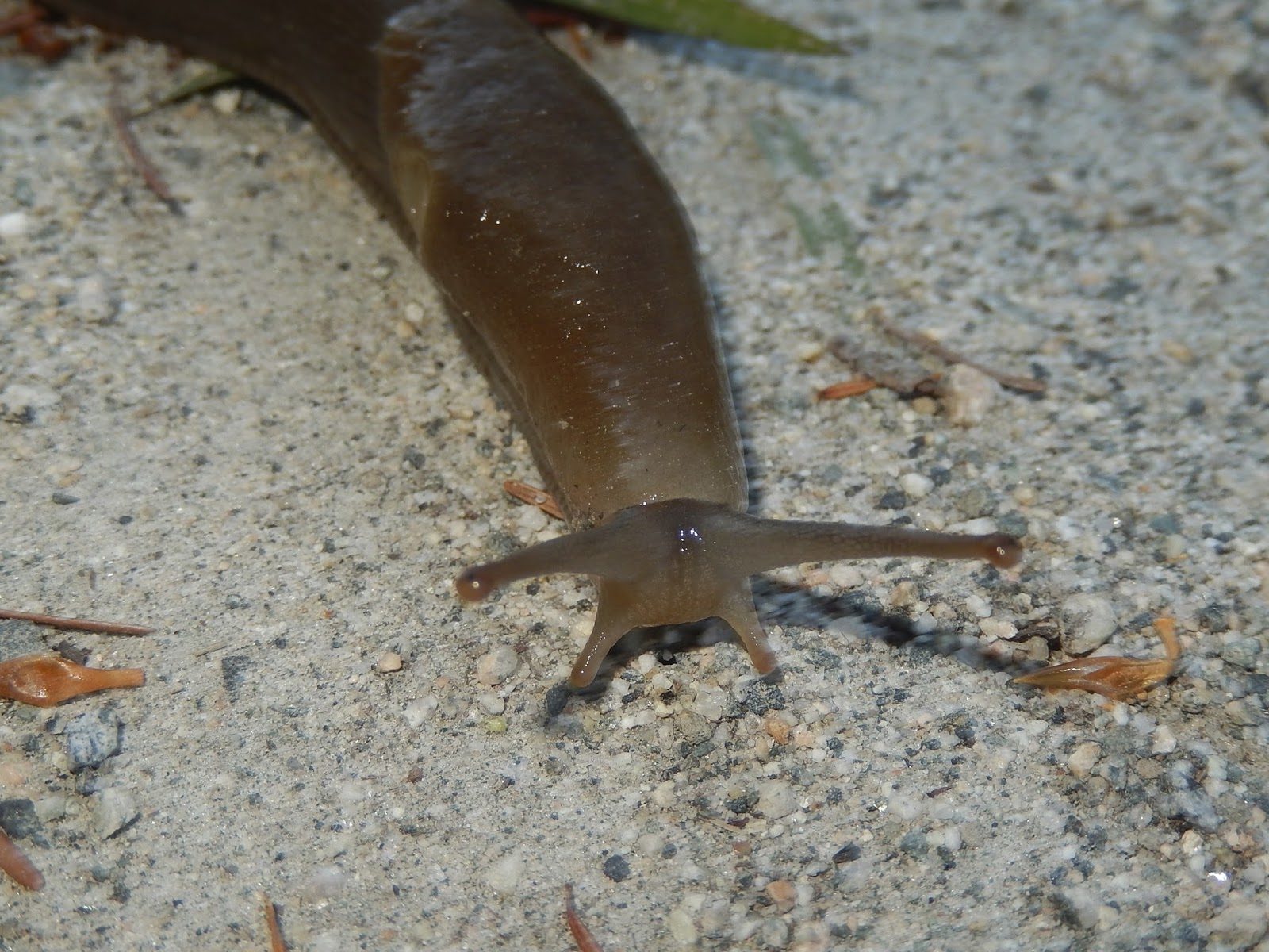 Powell River Books Blog: Coastal BC Animals: Banana Slug