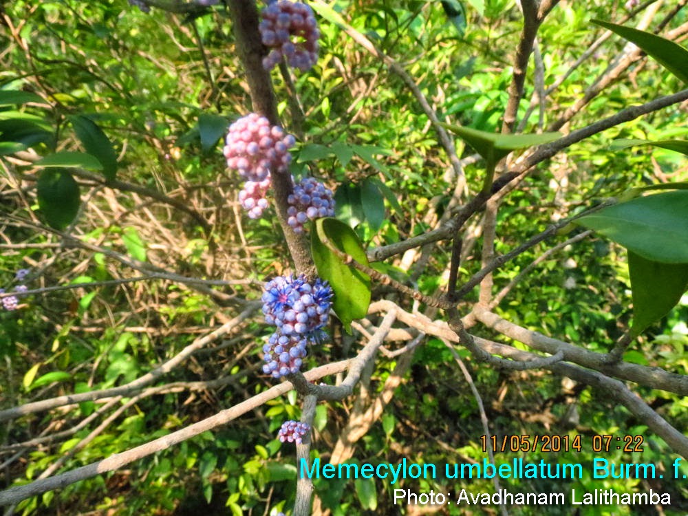 Medicinal Plants: 07/01/2014 - 08/01/2014