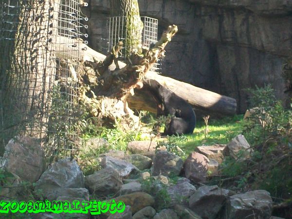 Zoophoto: Burgers Zoo Arnhem Deel 1