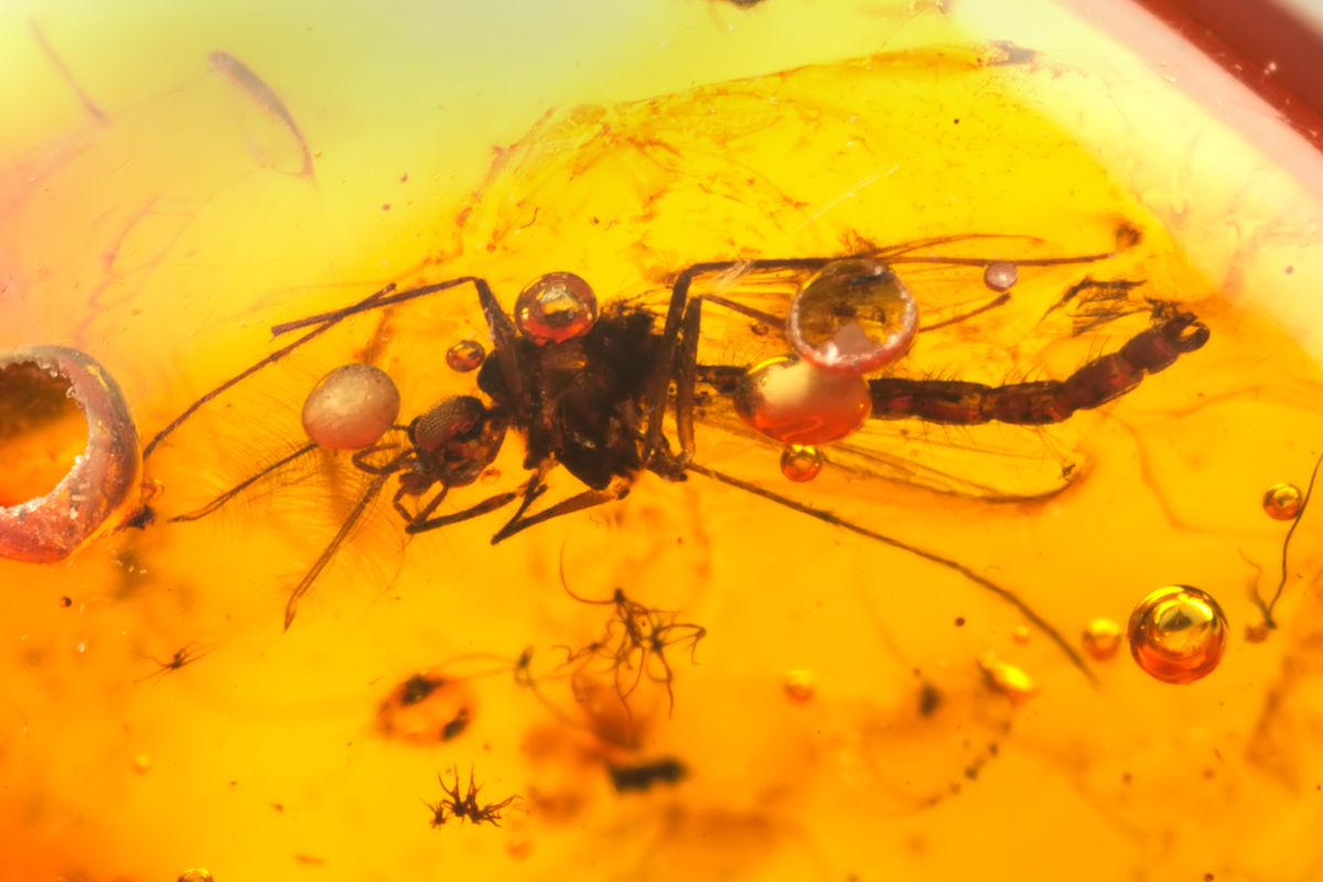 Matt Cole Macro Photography: Ancient Insects