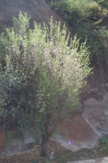 Signes Blomsterblogg: Om mandeltrær og orkidetrær