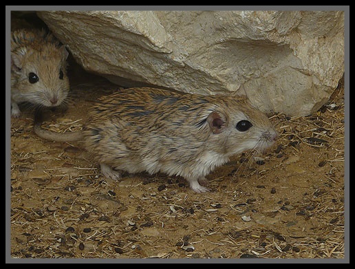 Beszamel i spółka bez ograniczeń: Gryzonie z rodzaju Meriones z Afryki ...