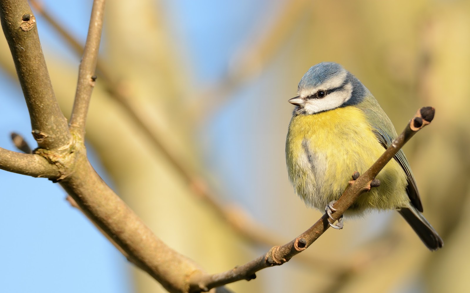 BirdWatch Ireland's Conservation Team blog: The Irish Garden Bird ...