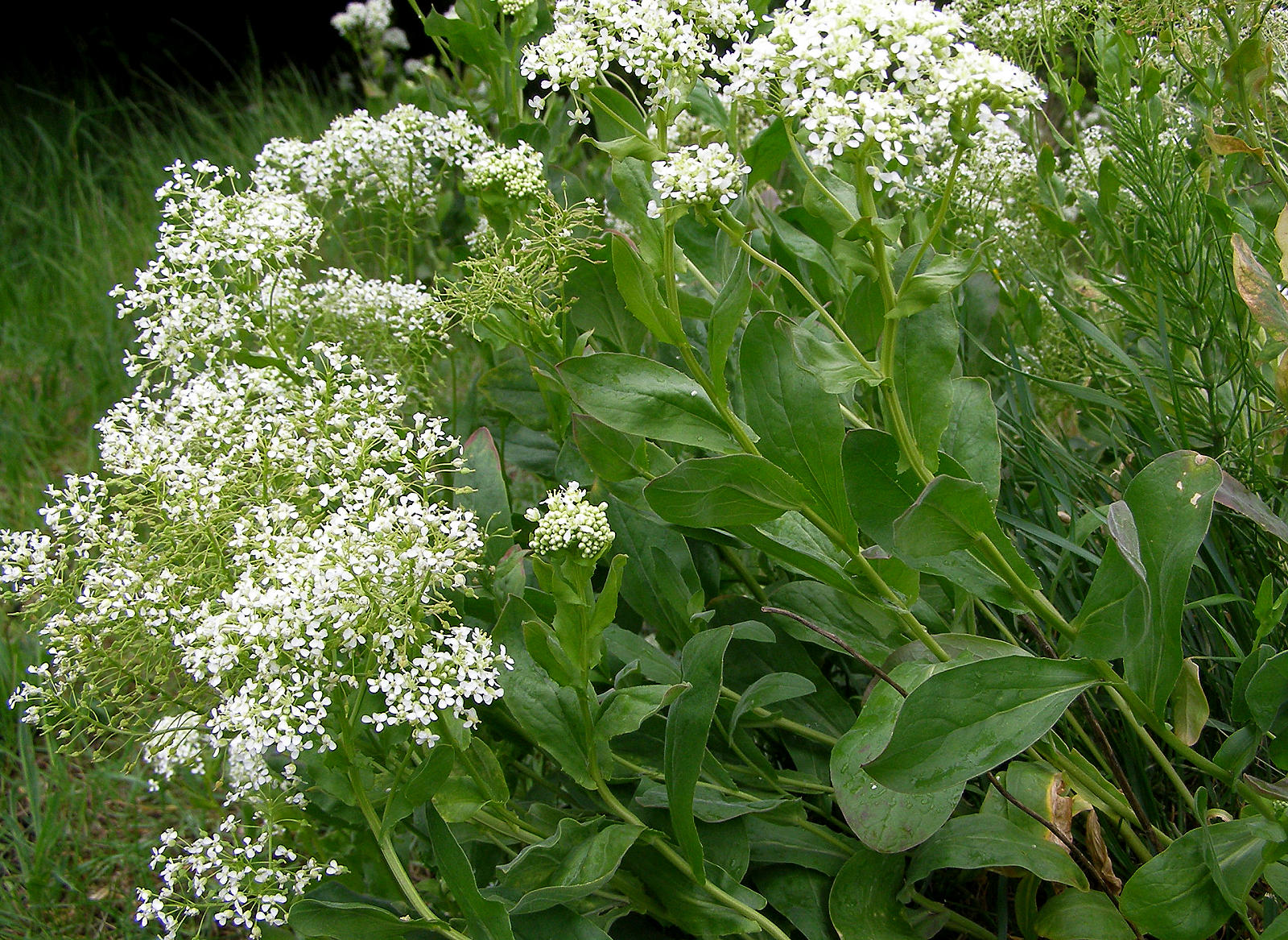 Random Jottings: Hoary