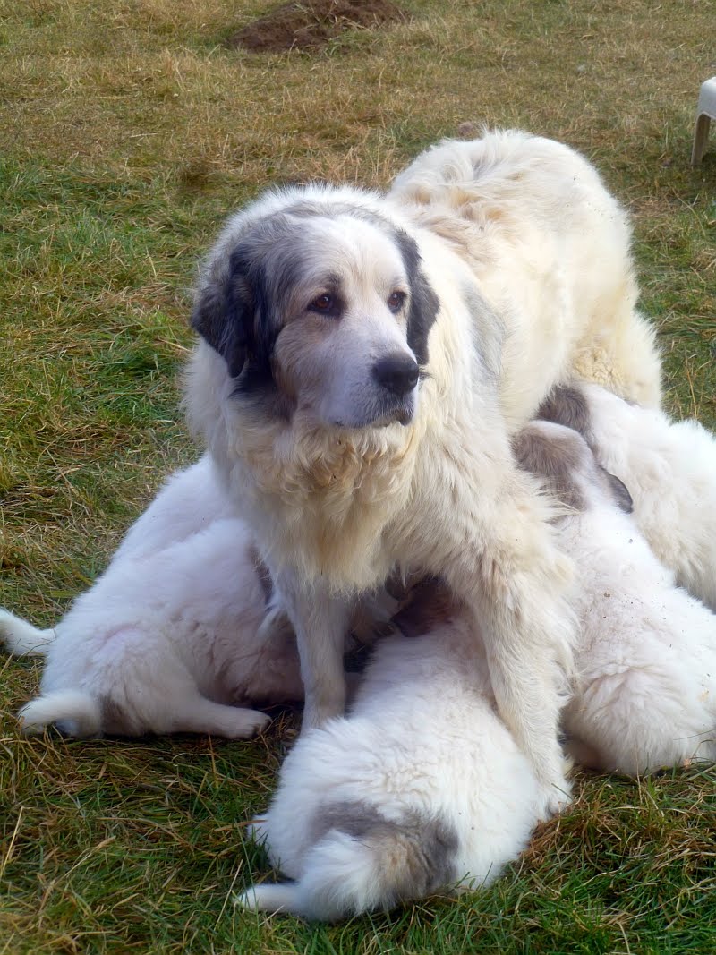 Rural Revolution: Puppy love