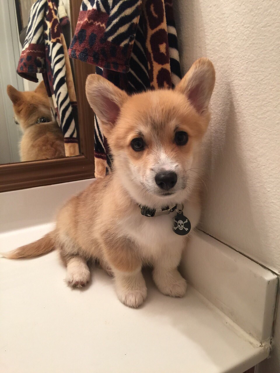 Pembroke Welsh Corgi Mexico: Noticias Corgi, cachorros, Criadero Welsh ...