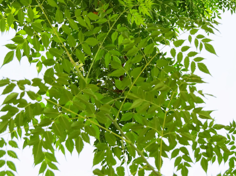 notas cordobesas: LA FUENTE DEL CINAMOMO