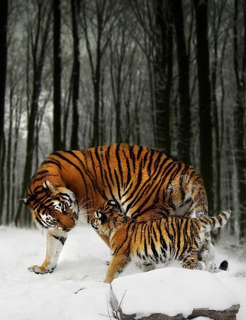 life in life: Tigers(the largest cat)