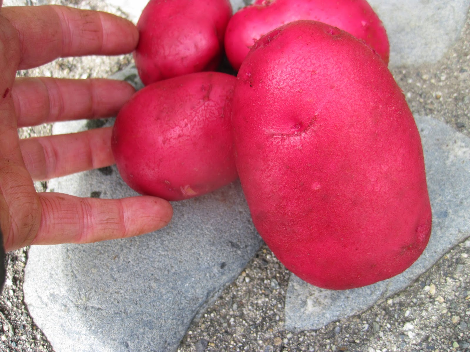 SITKAVORES: POTATOES