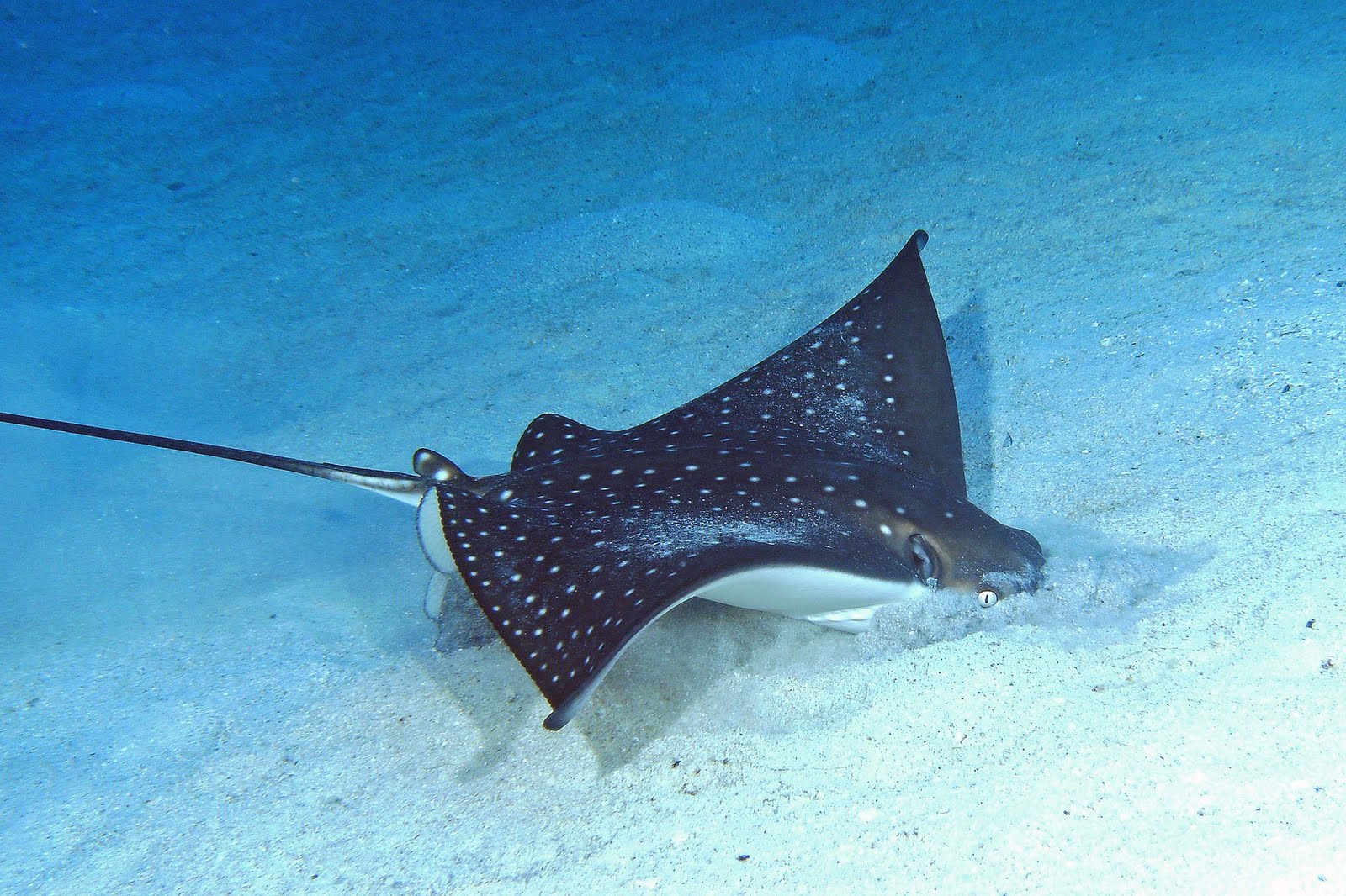 Diving the Kona Coast: Baby Eagle Ray at Honaunau