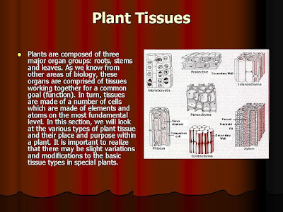 Plant Tissues 1 - THE SAIF's WORLD