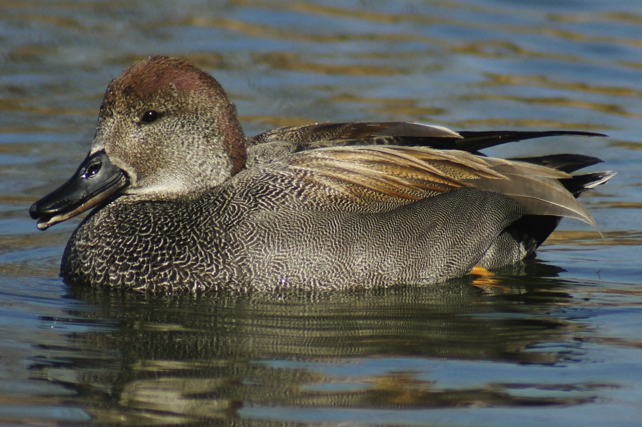 Butler's Birds: Puddle Ducks