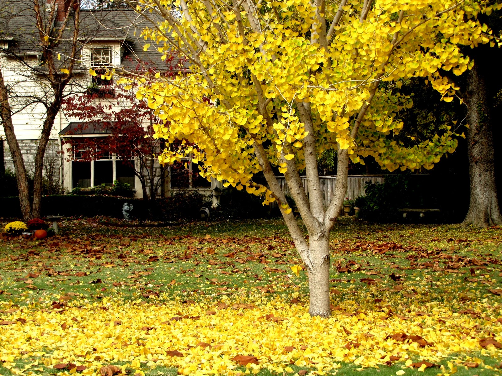 Tulsa Gentleman: The Autumn Leaves of Red and Gold