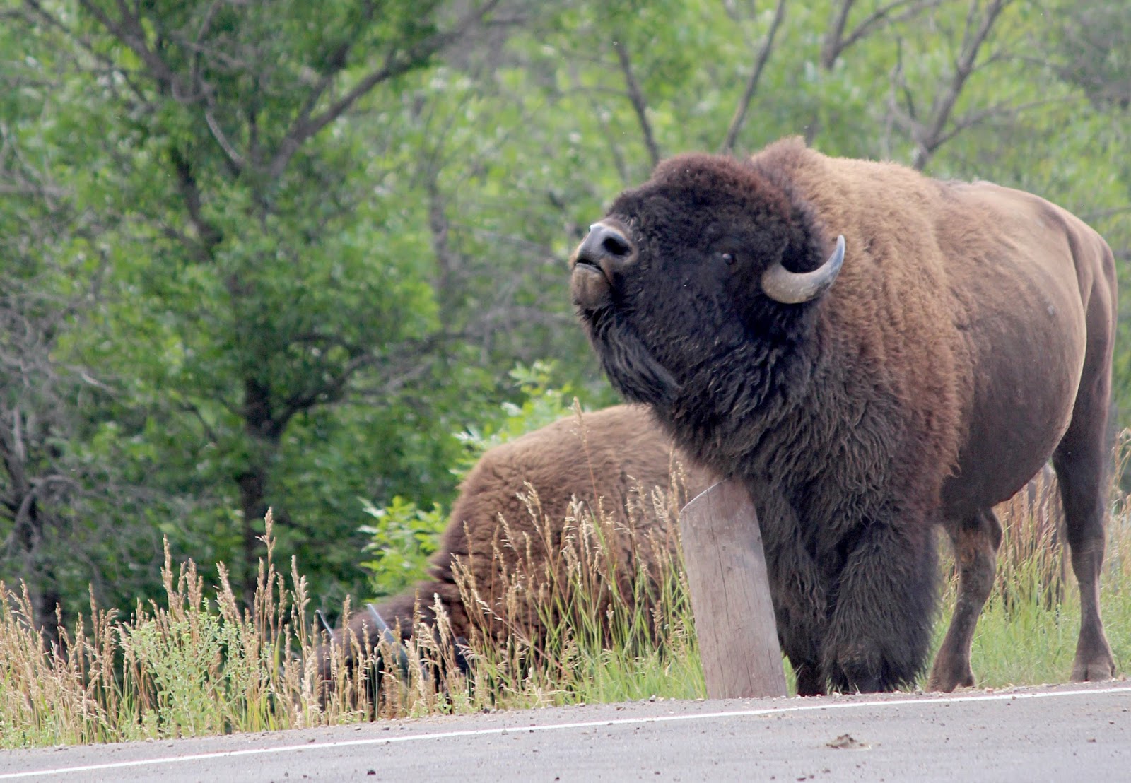 On holiday: Where the buffalo roam