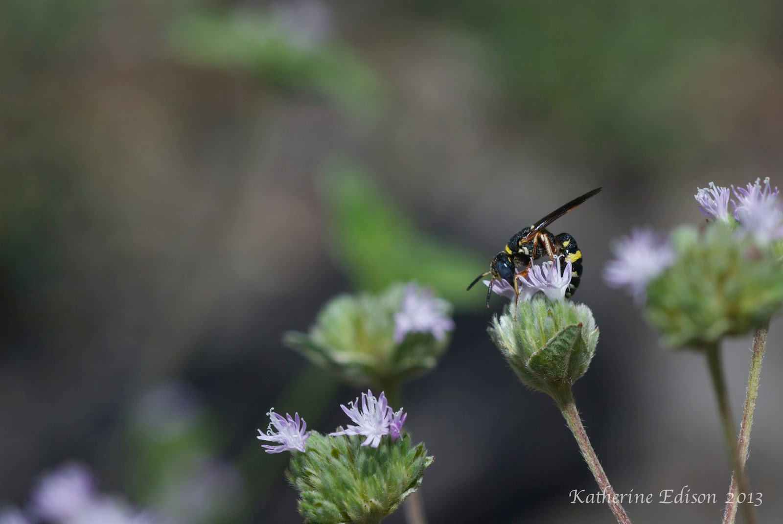 Earth Teach Me: Morningside