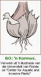 Kormus dan Bagian-bagiannya ~ Scientists Biology