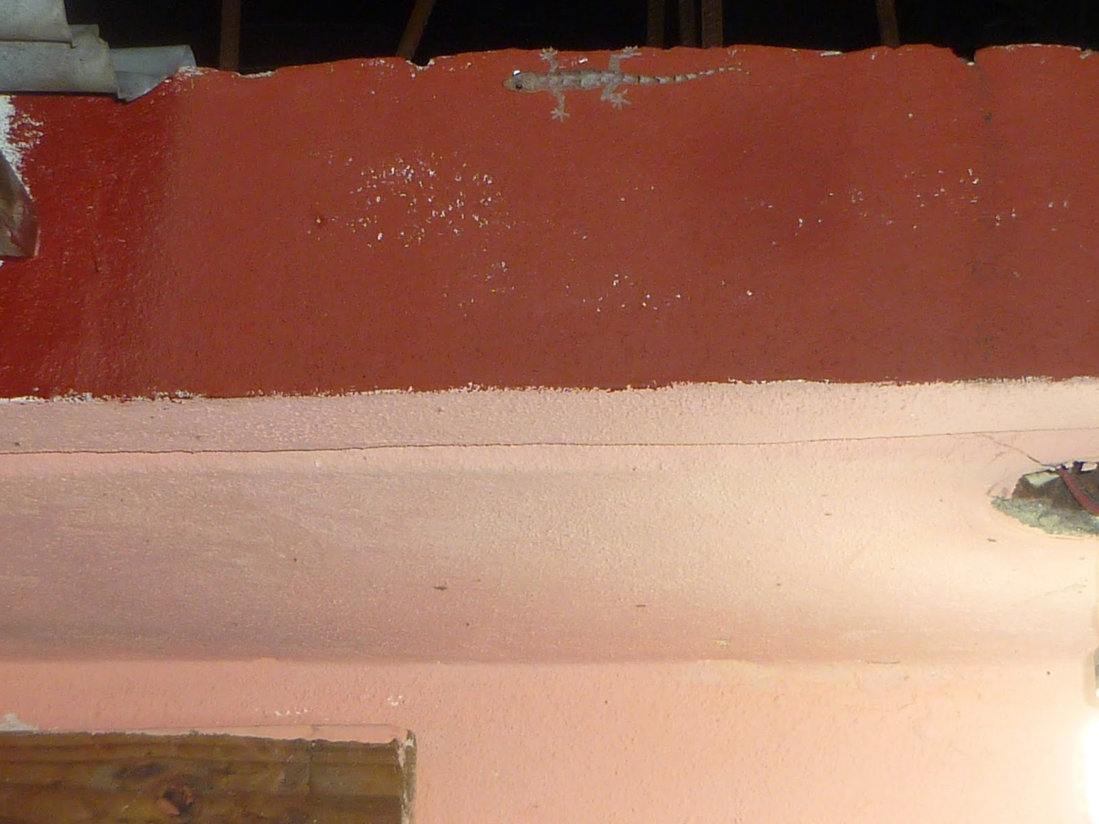 The Jamaican Croaking Lizard