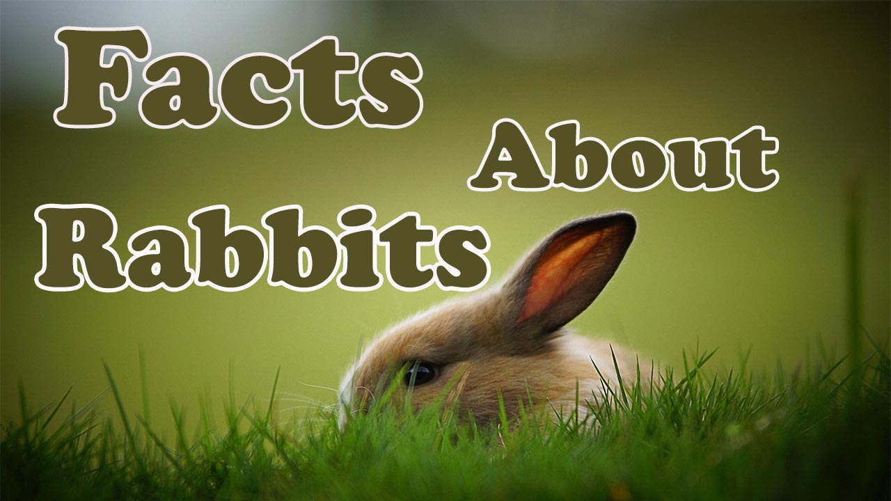 Multi Facts: Interesting Facts About Rabbits