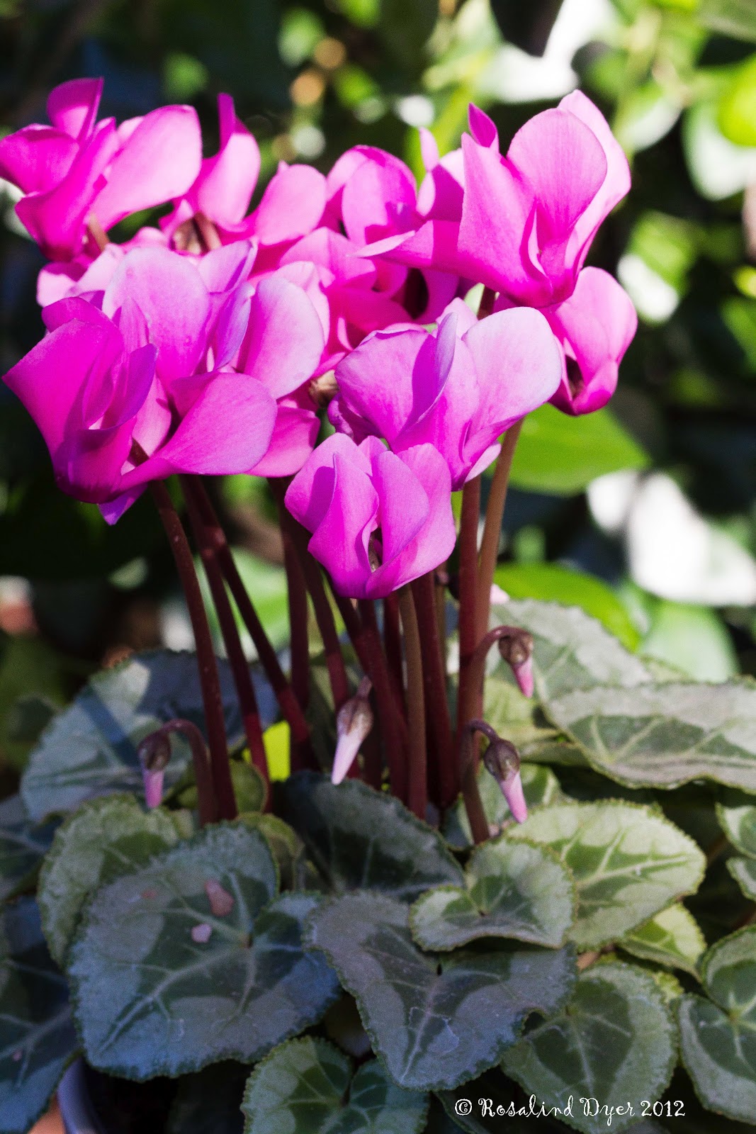 a day in my life: Day 157, 5th June my new cyclamen flower