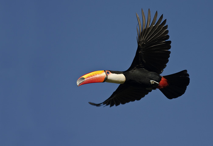 Tucan ~ Curiosidades y Mas