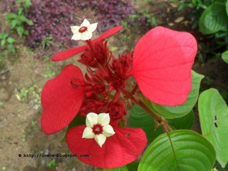 Ashanti blood - Mussaenda erythrophylla