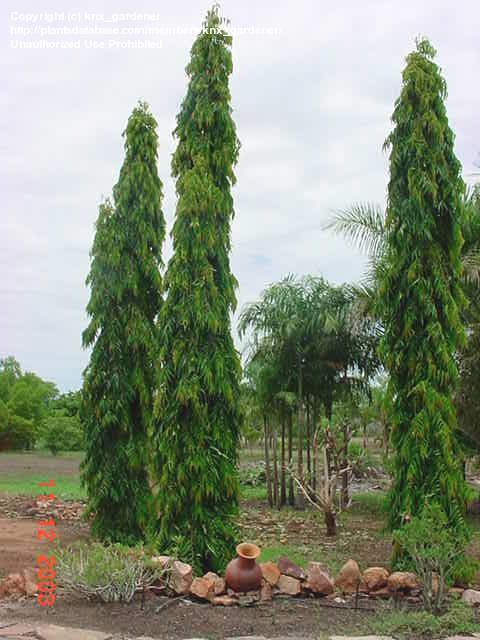 ashoka and nettilingam