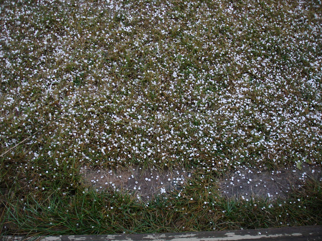 Clan of the Mountaindreamers: popcorn snow