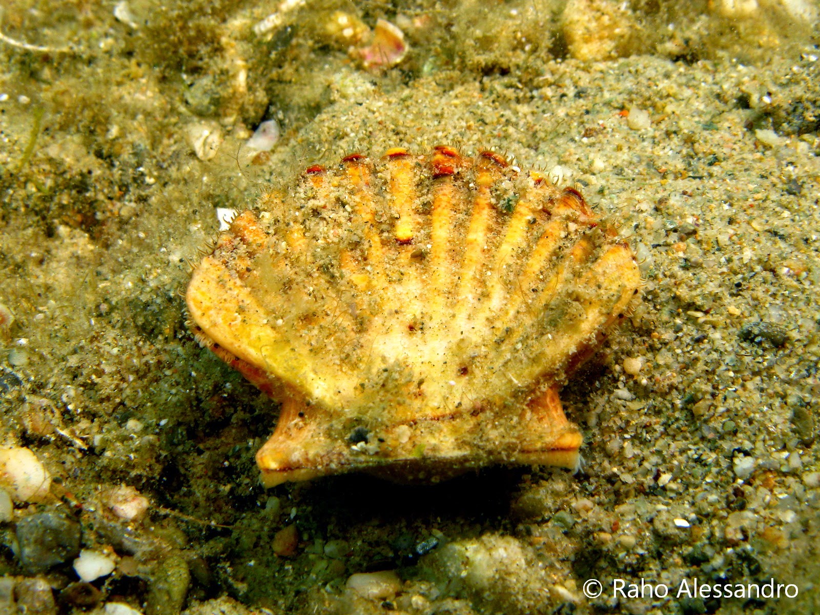 Necton e Plancton: Molluschi: Capasanta