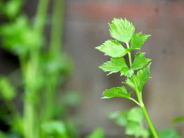 SEMUA BISA: Cara budidaya daun sop Seledri Paling Mudah dan Bermanfaat