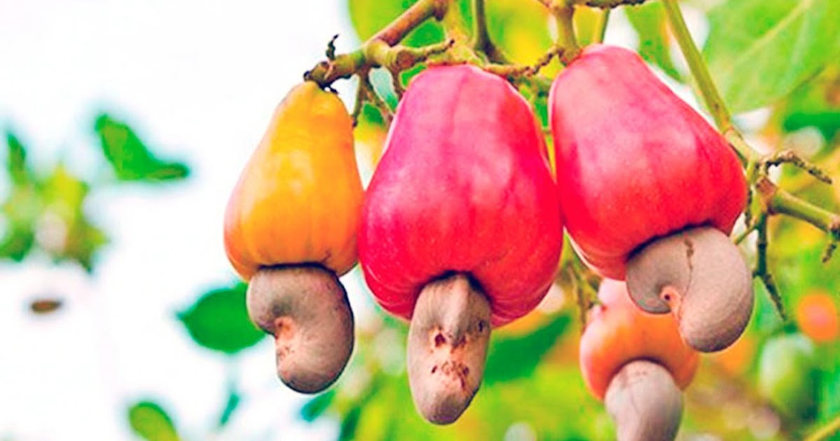 PERIODISTAS FRONTERA SUR: OPINIÓN PÚBLICA//EL ÉXITO DEL MARAÑÓN