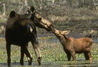 MOOSE FACTS |The Garden of Eaden