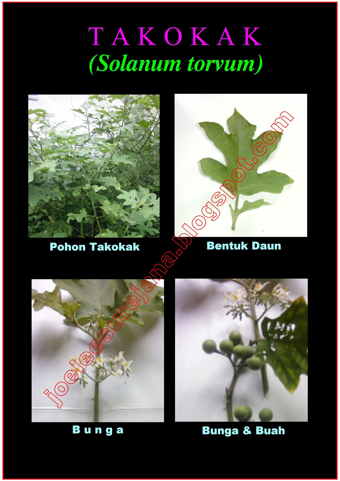 KEMBALI KE ALAM: LINGKUNGAN - TANAMAN OBAT ==> Takokak