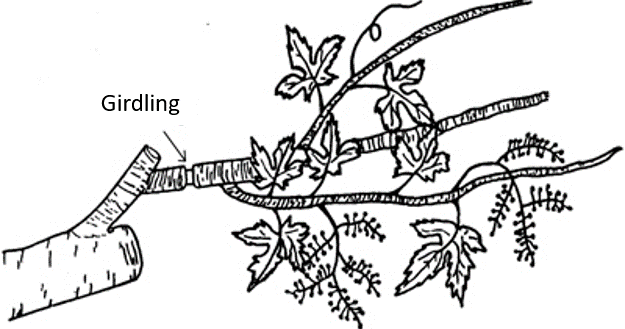 Grape Girdling for Sweetness Is Different than Tree Girdling for Demise