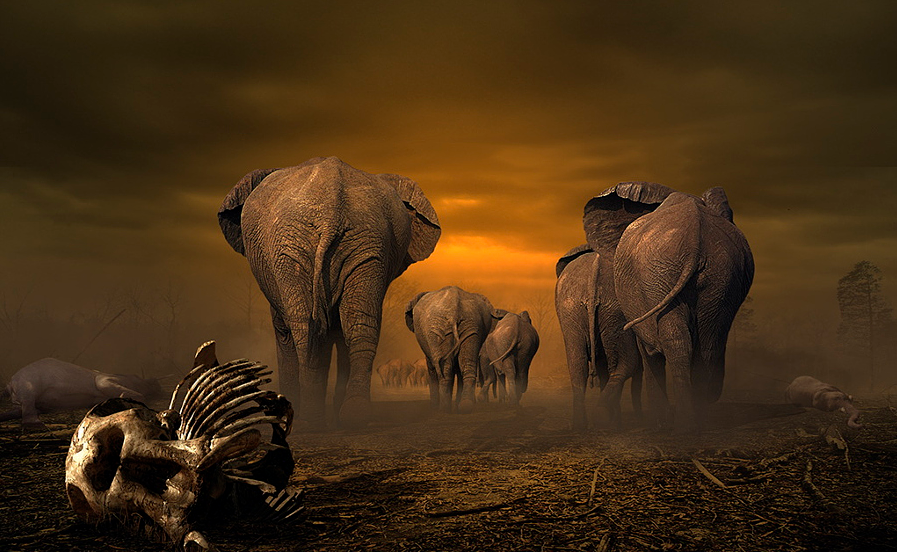 25 breathtaking photos of elephants ~ Amazing