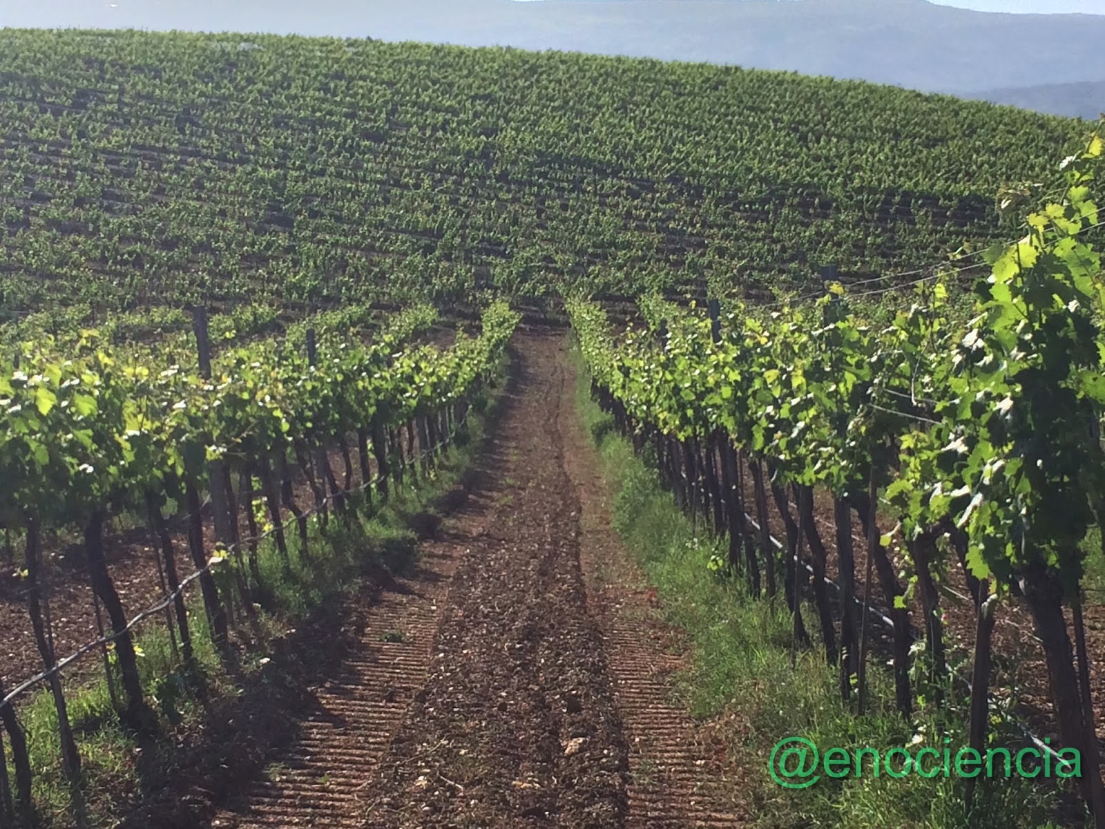 Enociencia : Influencia del suelo en el cultivo de la vid y la calidad ...