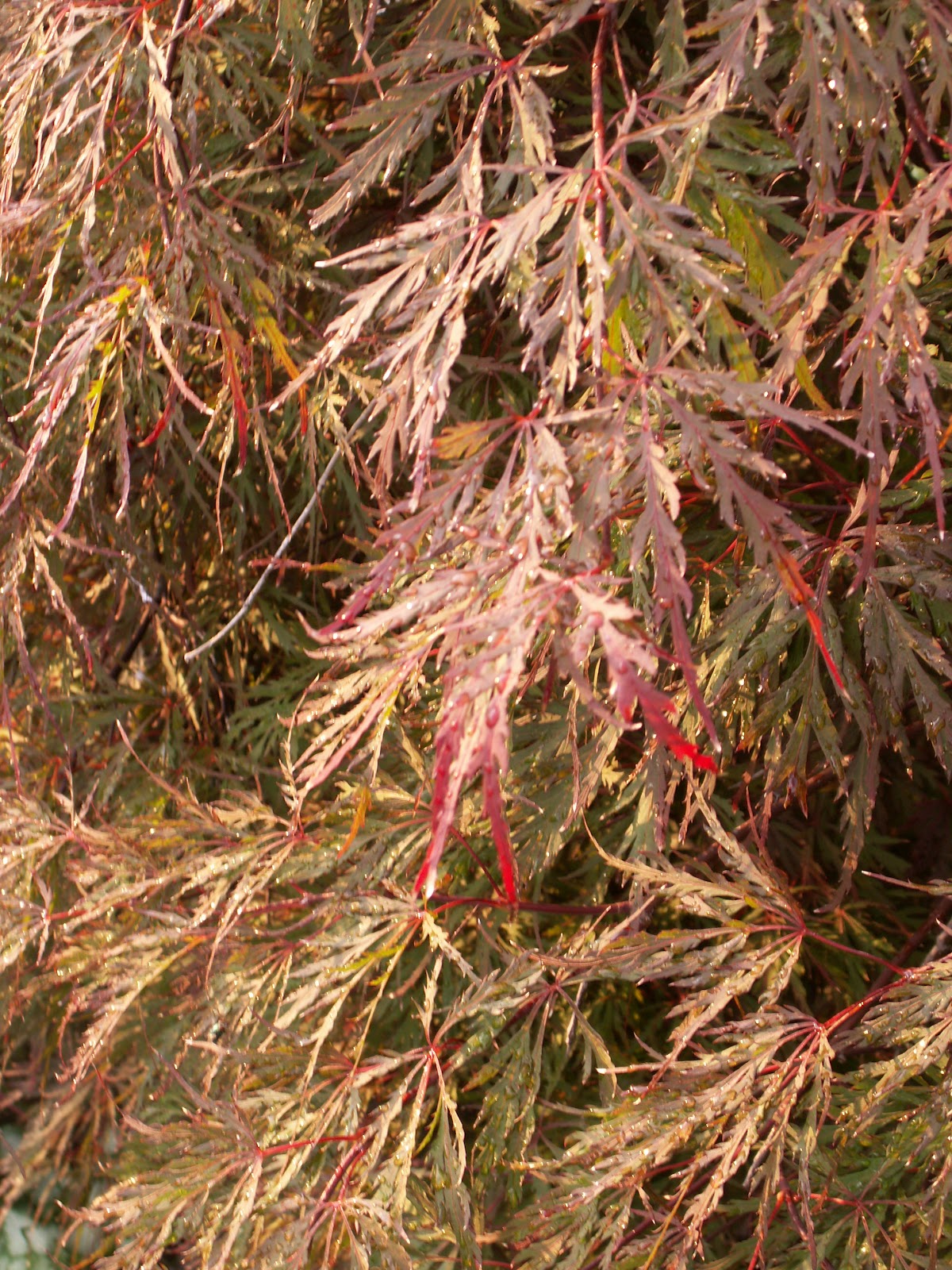 A Study in Contrasts: September Foliage Follow Up: Hot Fall Hues