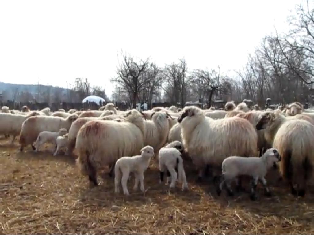 Poze Imagini Desktop: februarie 2012