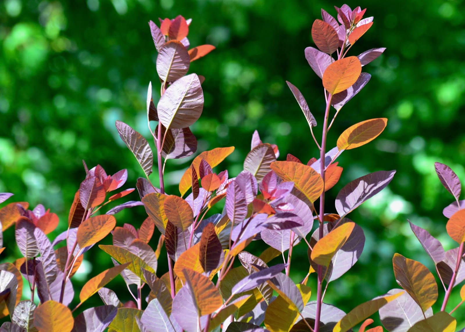 Plant Inventory at 20 Timothy : Cotinus / Smokebush