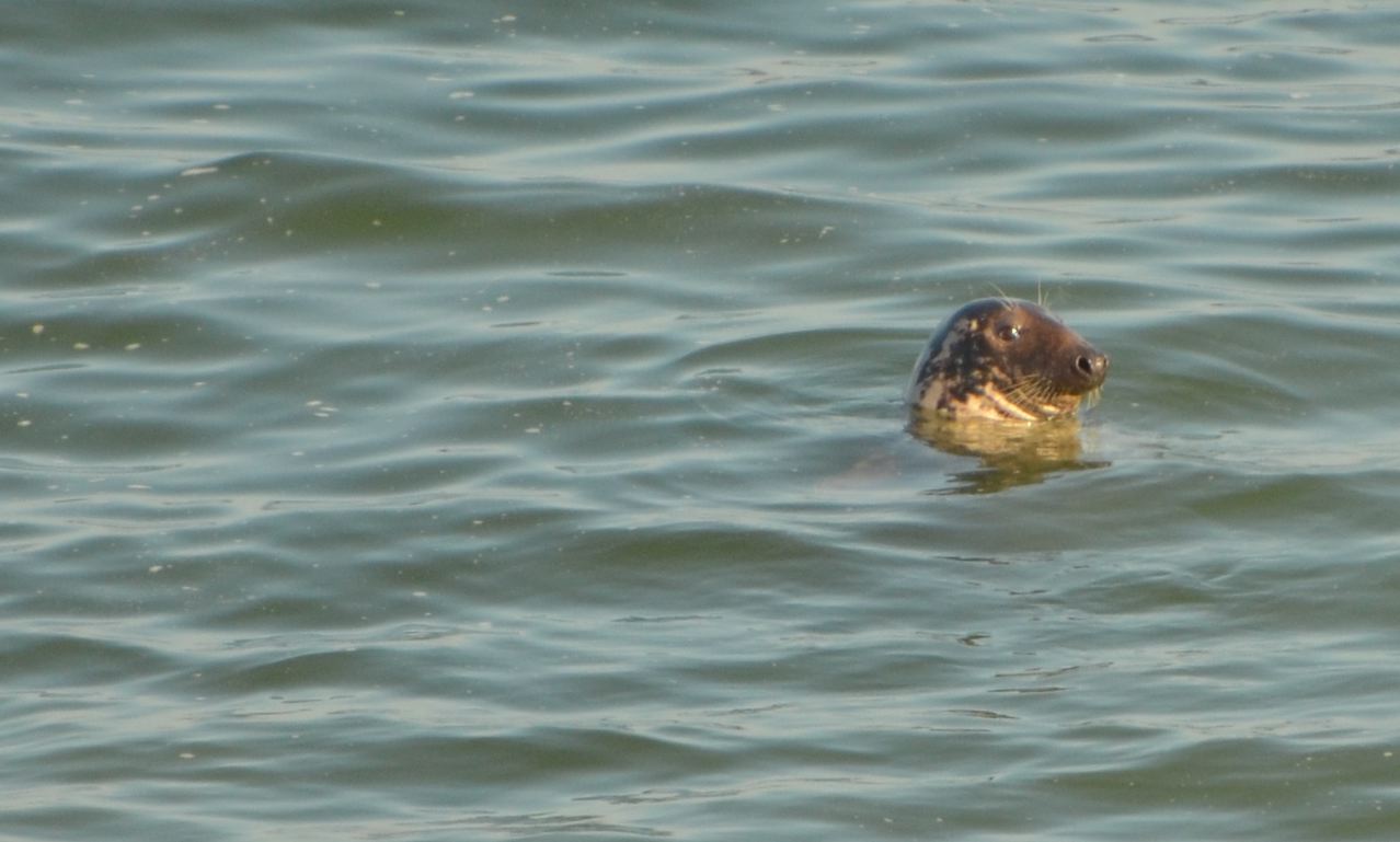 Flower Hill Farm: Glimpses From The Edge - A Wildlife Sanctuary - Cape ...