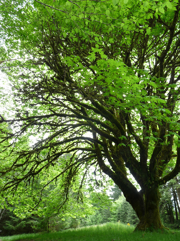 Hanlie se storie oor die wêreld: Olympic National Park, Port Angeles en ...