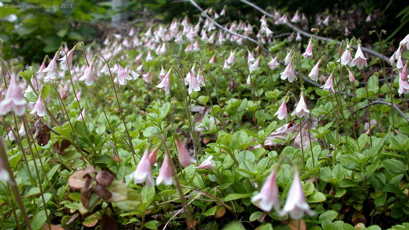 Carnet naturaliste: Linnée boréale, Linnaea borealis, Twinflower