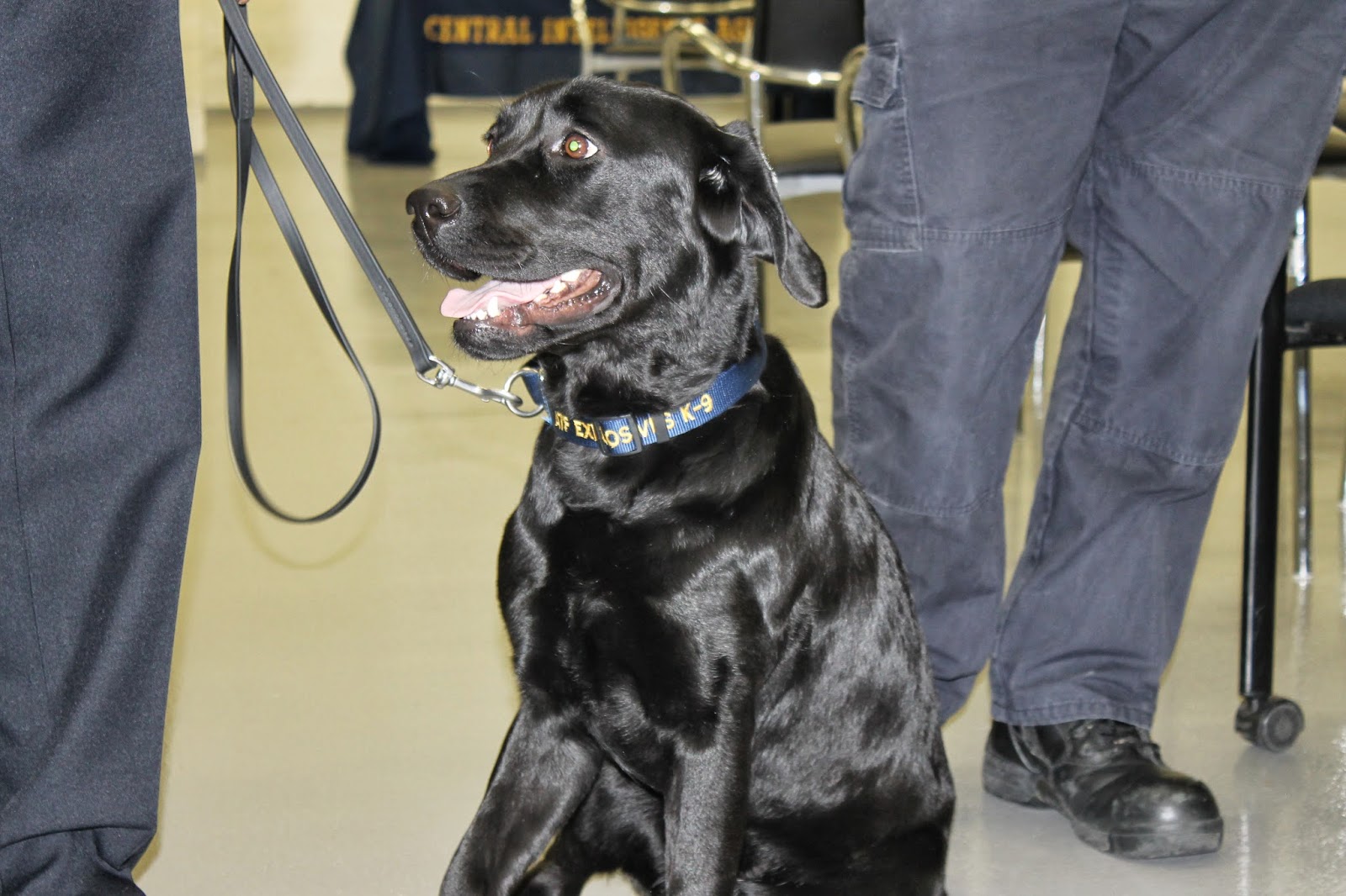 New Explosives Detection Canine Team Graduates
