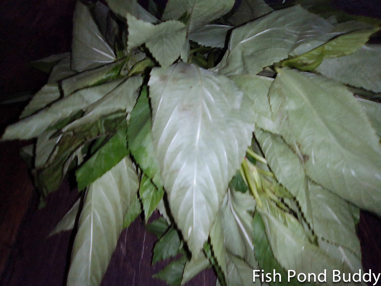 Fish Pond Buddy: Common Medicinal Plants, Fruits, Trees in the Fish Farm