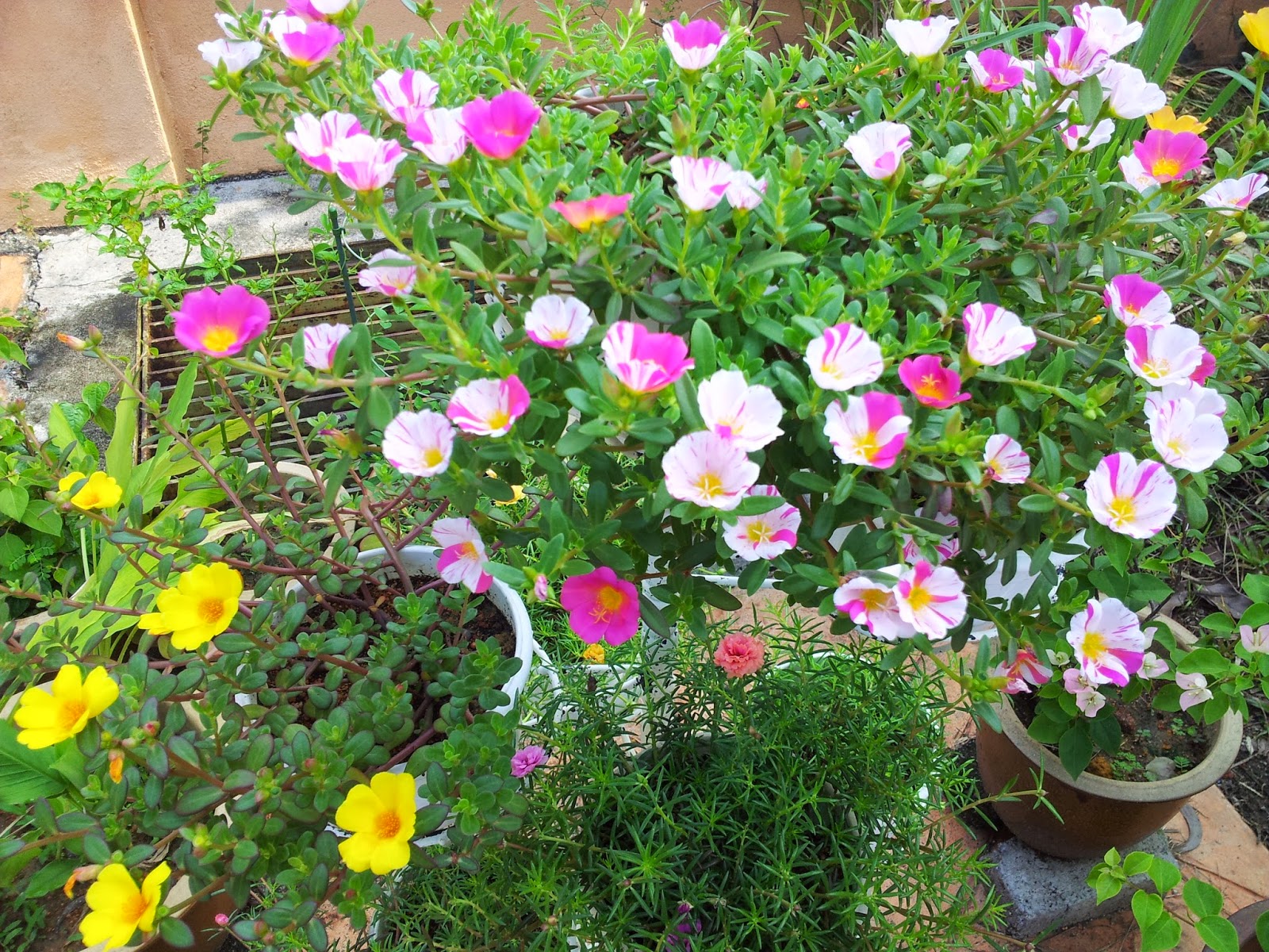 Terbaru 27+ Gambar Bunga Jepun Wallpaper - Gambar Bunga Indah