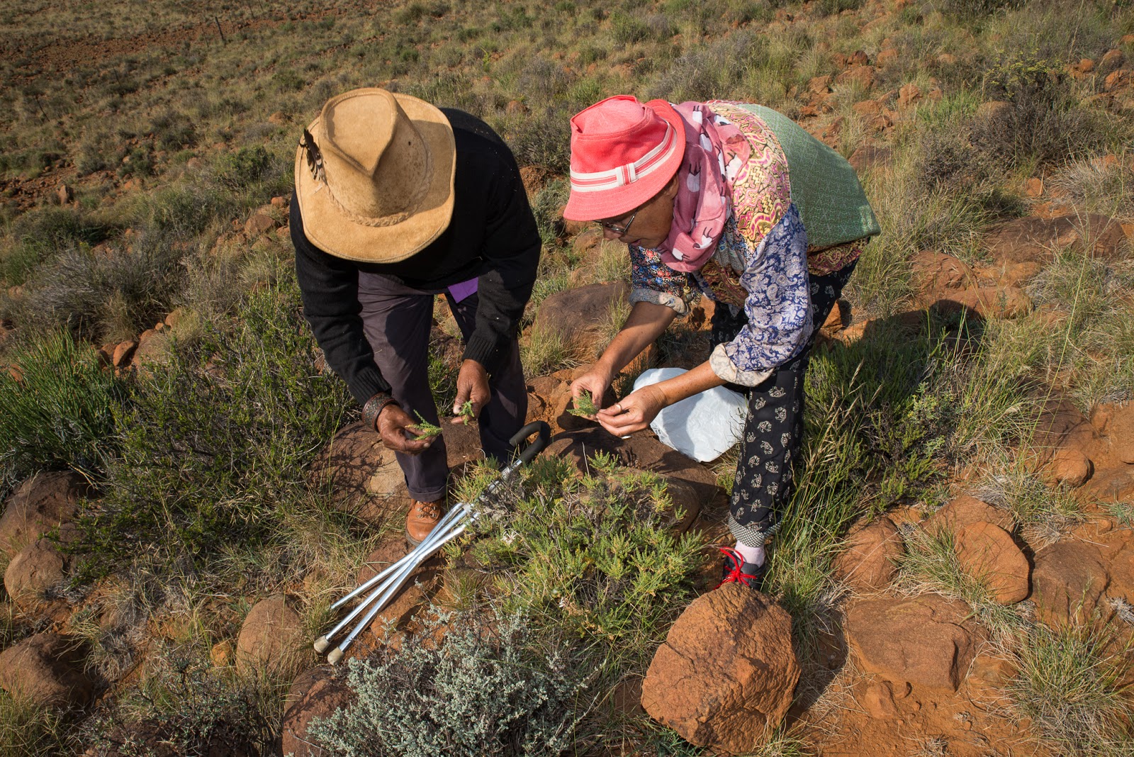 🌿 Tuinmaak in Suid Afrika 🌵: Kruie kraai koning