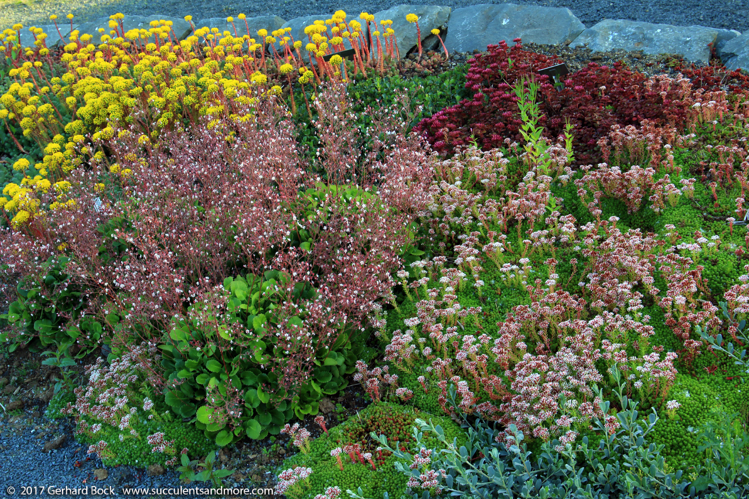 Cold-hardy sedums