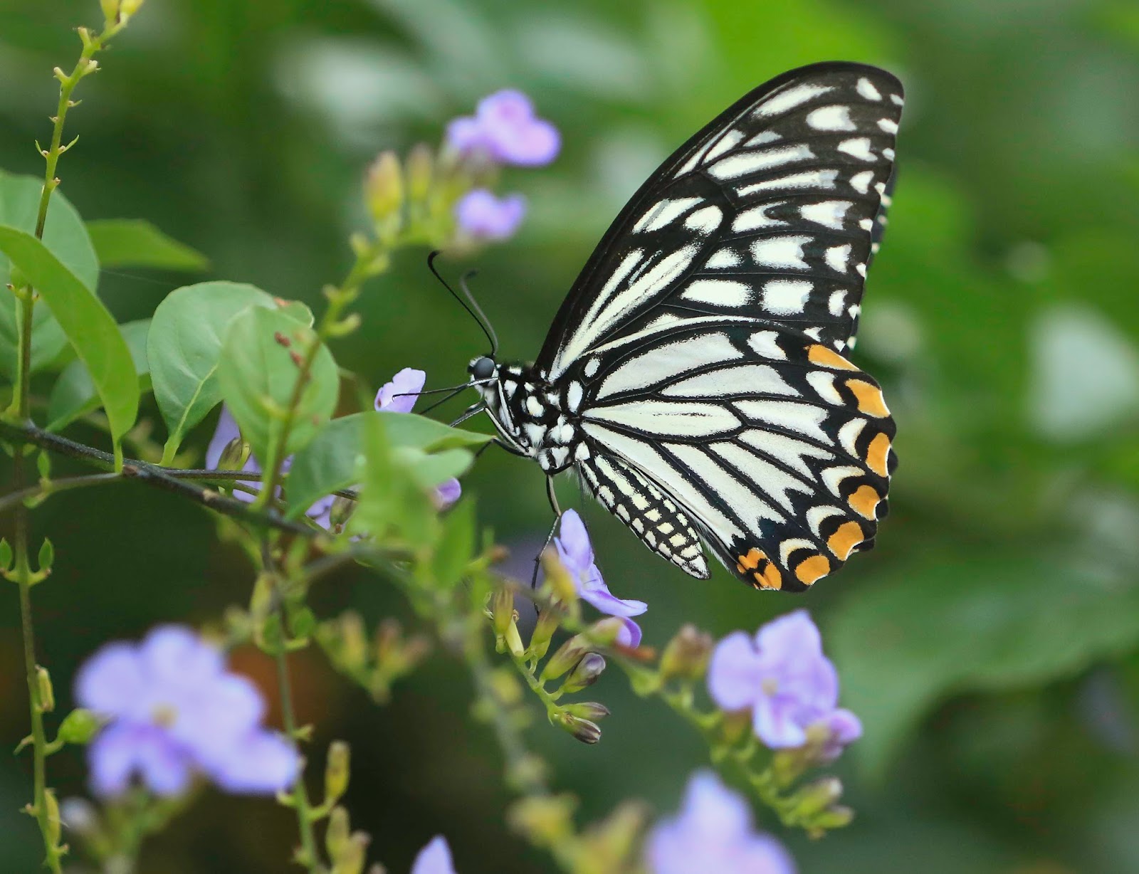 Butterflies of Vietnam: 128. Chilasa clytia (The Common Mime)